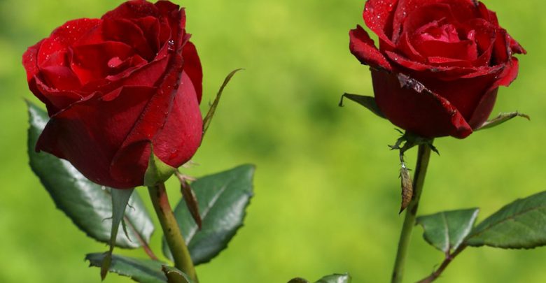 Makale; Gül Yaprağı Olabilmek – Kalemder